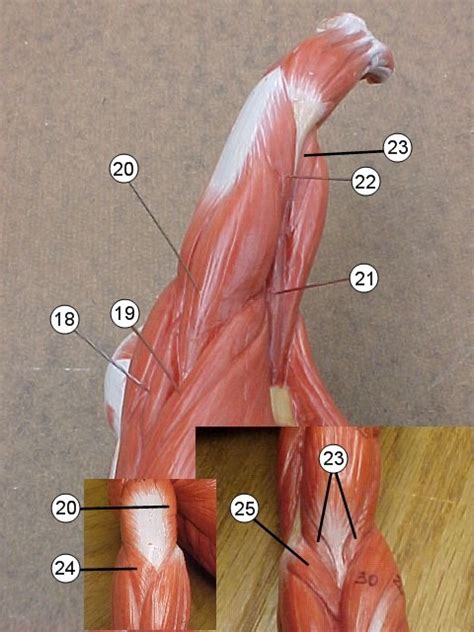 Biol Brachium Musculature Diagram Quizlet