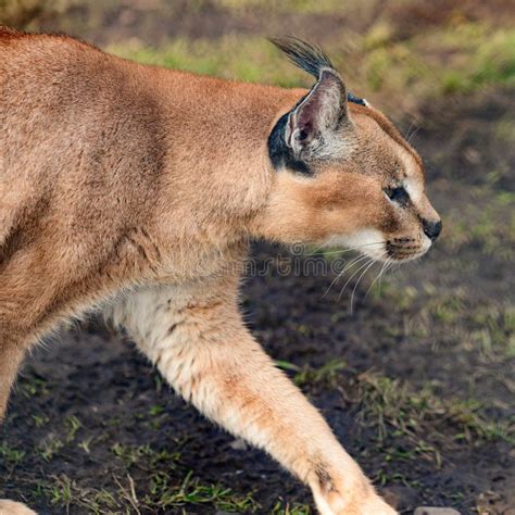 Cierre De Un Caracal Una Especie Rara De Gato Foto De Archivo Imagen