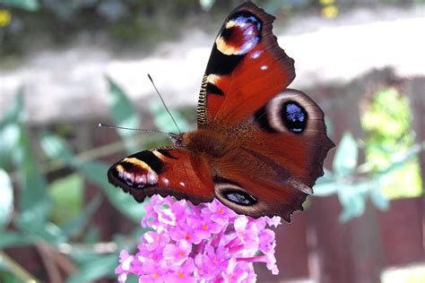 Borboleta Inachis Pav O Fada Foto Gratuita No Pixabay Pixabay
