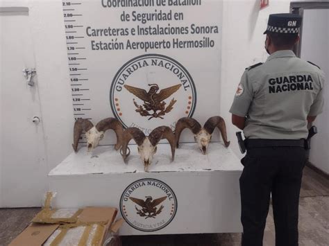Guardia Nacional asegura 3 cabezas de Borrego Cimarrón