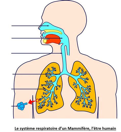 Diagramme De Appareil Respiratoire Quizlet
