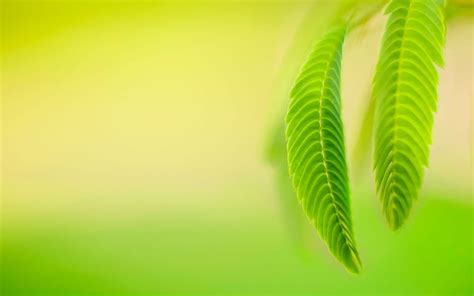 Green Leaf Backgrounds Yellow Green Leaves HD Wallpaper Pxfuel