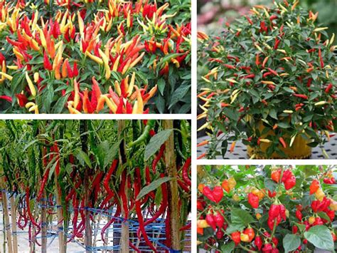Cara Menanam Cabe Yang Benar Sinautani
