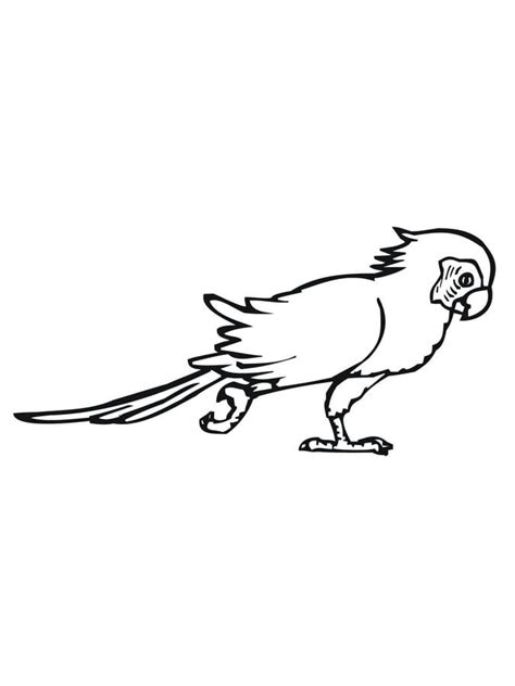 Dibujos Para Colorear Periquito Imprimible Gratis Para Los Ni Os Y