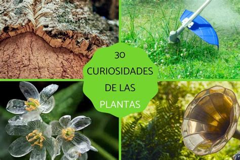 Descubre las 20 plantas más raras del mundo te sorprenderán