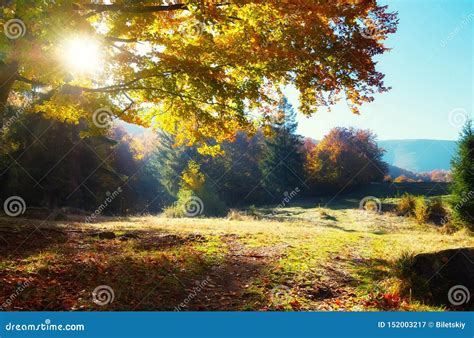 Raios De Sun Atrav S Das Rvores Do Outono Paisagem Natural Do Outono