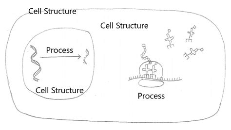 Transcription And Translation Diagram Diagram Quizlet
