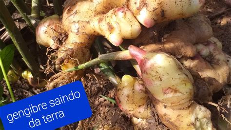 Gengibre Quando Plantar In Cio Da Colheita Como Ter Dispon Vel Ano