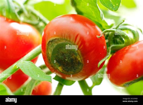 Blüte endfäule Fotos und Bildmaterial in hoher Auflösung Alamy