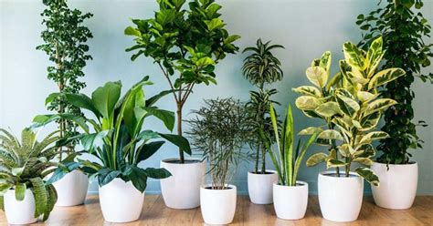 Plantas Purificadoras De Aire Tipos Y Beneficios