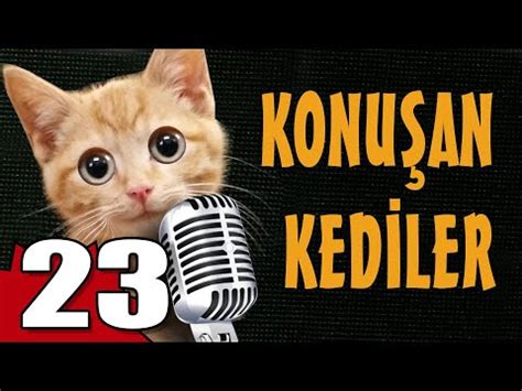 Konuşan Kediler 23 En Komik Kedi Videoları YouTube