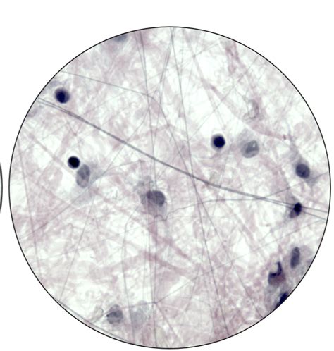 Areolar Connective Tissue Loose Diagram Quizlet