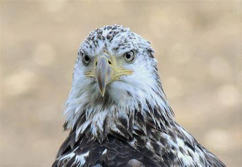Bald Eagle Photograph By Jo Ann Matthews Pixels