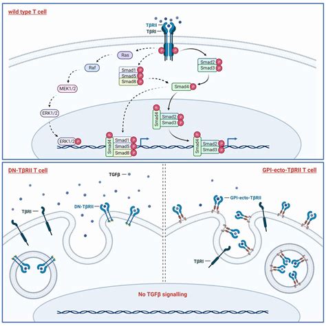 A novel GPI anchored dominant negative TGF β receptor II renders T
