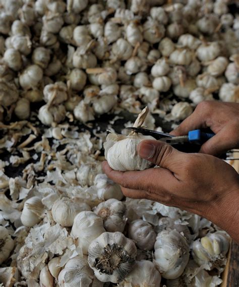 Komoditas Bawang Putih Sejarah Manfaat Produsen Dunia Sentra