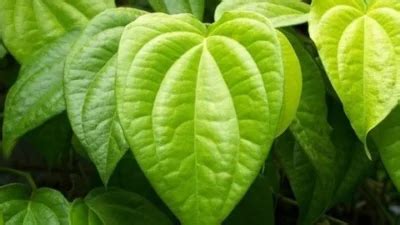 Dapat Mencerahkan Kulit Ini 10 Manfaat Daun Sirih Untuk Kulit Wajah