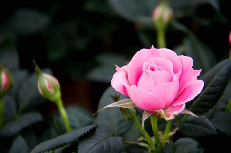 Fondos De Pantalla Rosa Flor Ros Rosado Flora Brote Blomma