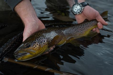 Trout And Grayling Fishing In Scotland