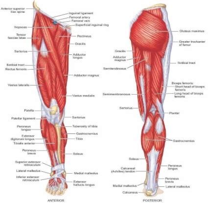 Lower Limb Anatomy Flashcards Quizlet