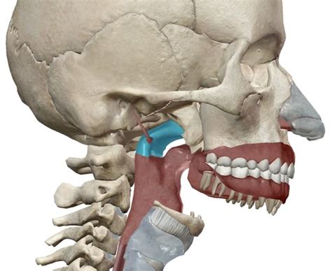 Head And Neck Pharynx And Larynx Flashcards Quizlet