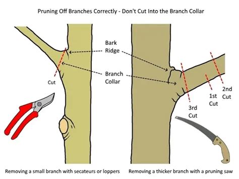 How To Prune Your Plants Properly The Gardener