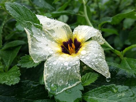 Natureza Plantar Flor Foto Gratuita No Pixabay Pixabay