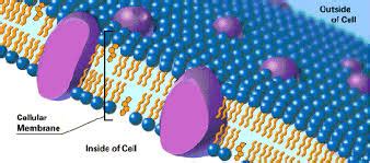 Cell Structure And Function Membrane Transport Flashcards Quizlet
