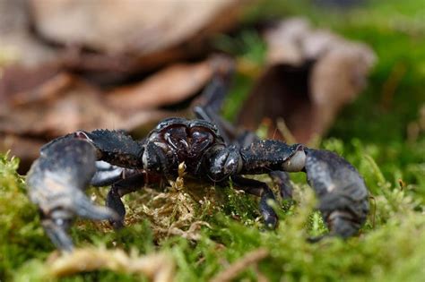 Escorpión Emperador