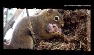 Ardilla Características tipos habitat y cuidados Pangea
