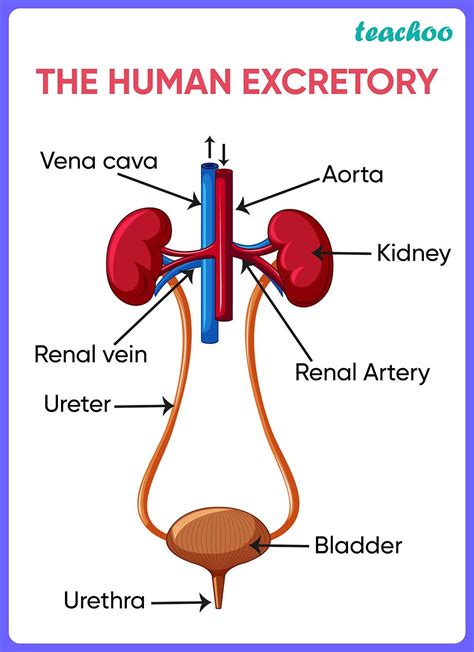 Biology Draw A Diagram Of A Human Excretory System Label The Parts