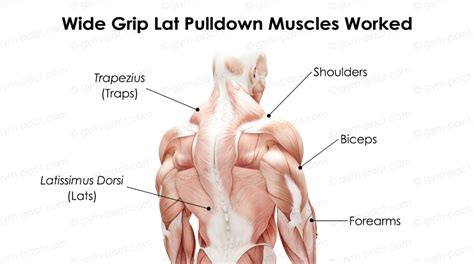 Everything You Need To Know About The Wide Grip Lat Pulldown Lat