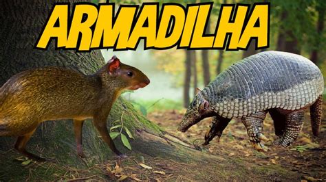 A Melhor ARMADILHA de Sobrevivência Para Pegar Tatu Cutia Entre Outros