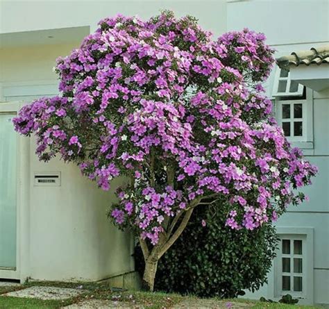 Meriania Nobilis Amaraboyo Motley Meriania Amarrabollo 10 Seeds Etsy