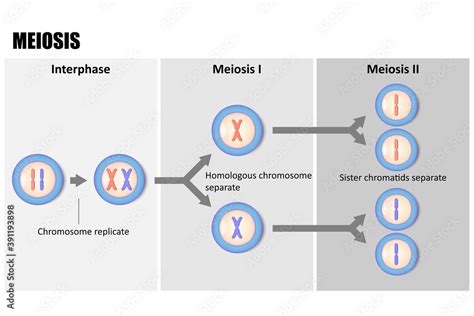 46 Meiosis Process Diagram ConlieImants