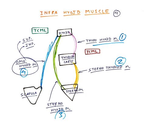 Infrahyoid Muscles TCML The Charsi Of Medical Literature