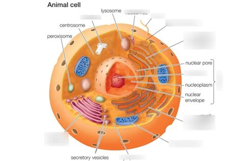 Parts Of The Cell Diagram Quizlet