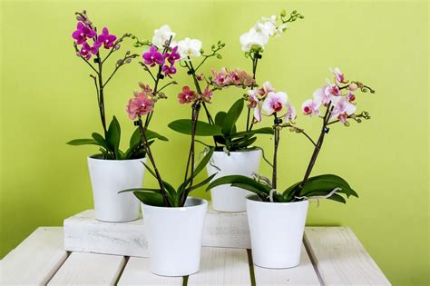 El cultivo de las orquídeas Mundo Flores