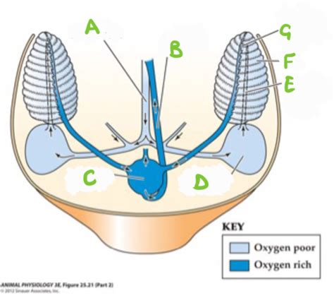 Cephalopod Circulatory System Diagram Flashcards Quizlet