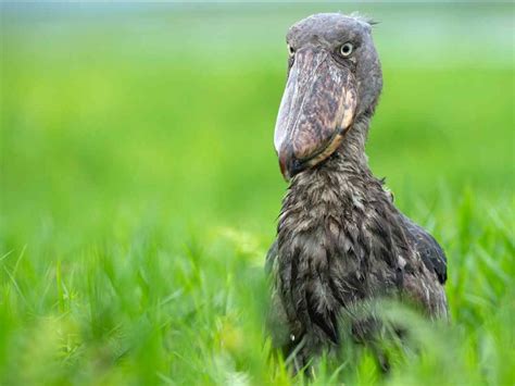The Best Birding Spots In Uganda Top Most Birding Destinations Wild