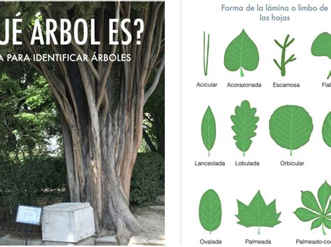 Details 100 árboles de españa pdf Abzlocal mx