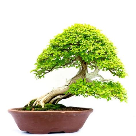 Come Si Cura Un Bonsai Ficus Ginseng Mondo Bonsai