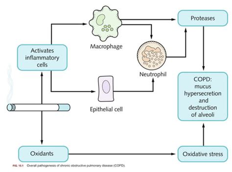 Pathophysiology Of Copd Flashcards Quizlet