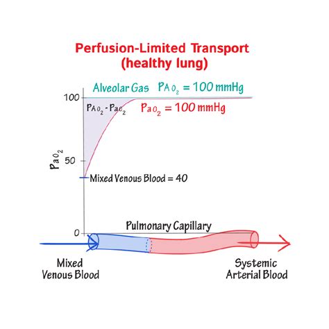 Physiology Glossary Perfusion Limited Oxygen Transport Draw It To