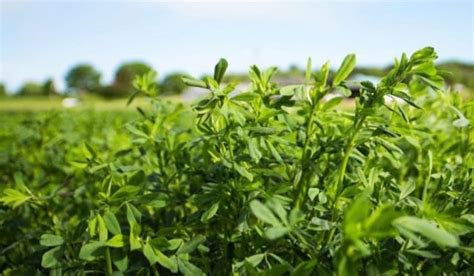 Sembrar Alfalfa para el Ganado Consejos EFICACES y Guía Completa