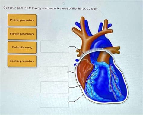 Solved Correctly Label The Following Anatomical Features Of The
