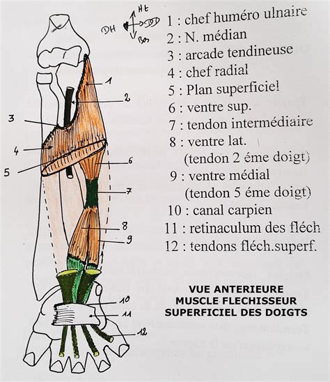 Les Muscles De L Avant Bras Cours De Biologie Sur Ebiologie Fr