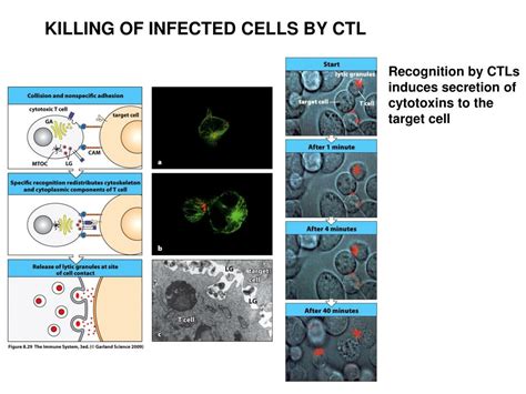 Ppt Effector T Cells Effector T Cell Functions Powerpoint