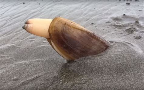 Razor Clam Season 2025 William Avery