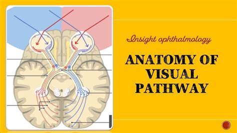 Visual Pathway Anatomy Optic Chiasm And Pituitary Meyers And Baums