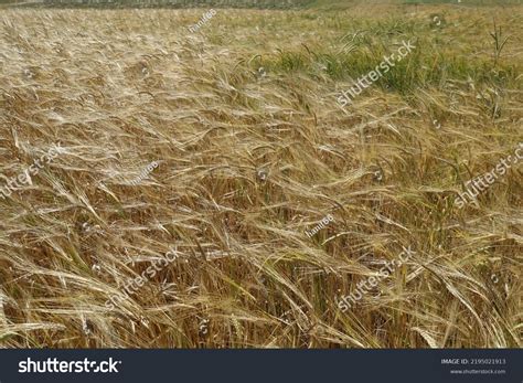 World Barley Production Barley Cultivation Barley Stock Photo
